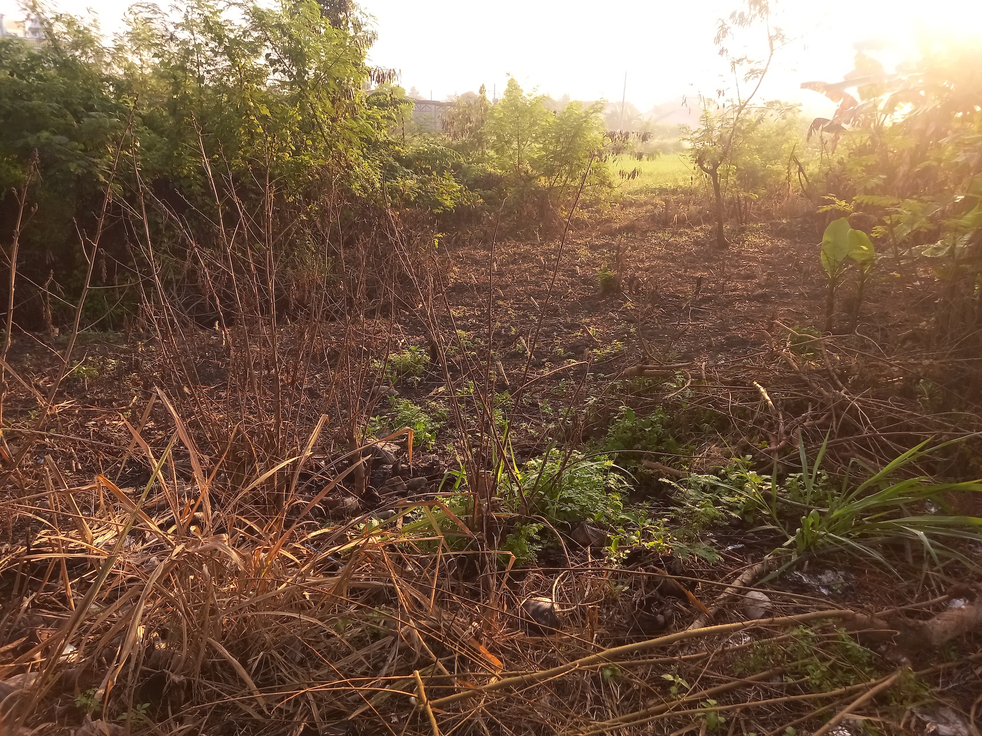 Your Friendly Guide to Lot Clearing - Quick Dump Punta Gorda